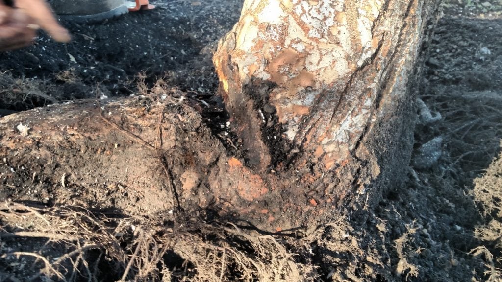 Root Collar Repair - Texas Tree Team - Houston Tree Service ...