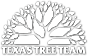 Home - Texas Tree Team - Houston Tree Service & Consulting Arborists