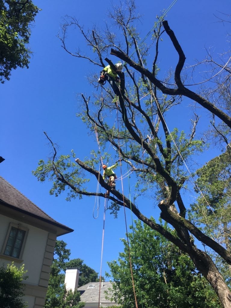 Where to Make Pruning Cuts - Texas Tree Team - Houston Tree Service ...
