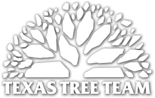 Home - Texas Tree Team - Houston Tree Service & Consulting Arborists