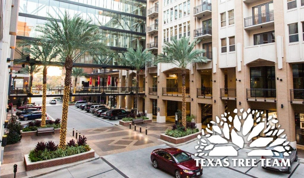 The Ultimate Guide for Hiring a Tree Service in Houston - Texas Tree ...