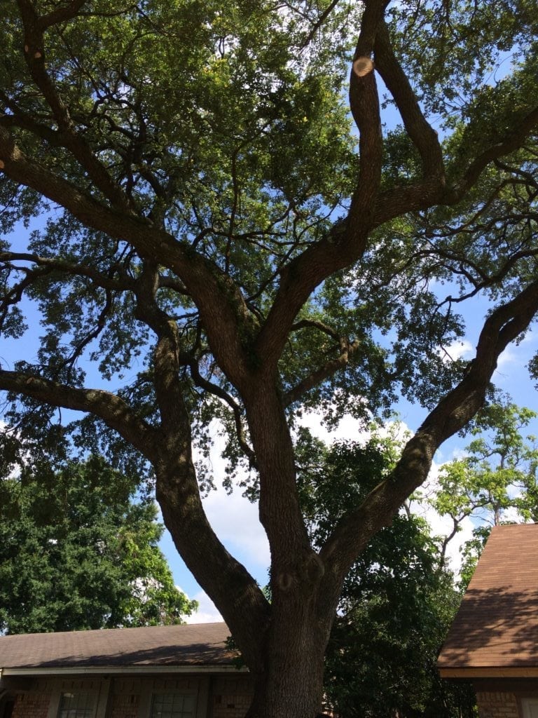Tree Pruning Techniques - Texas Tree Team - Houston Tree Service ...