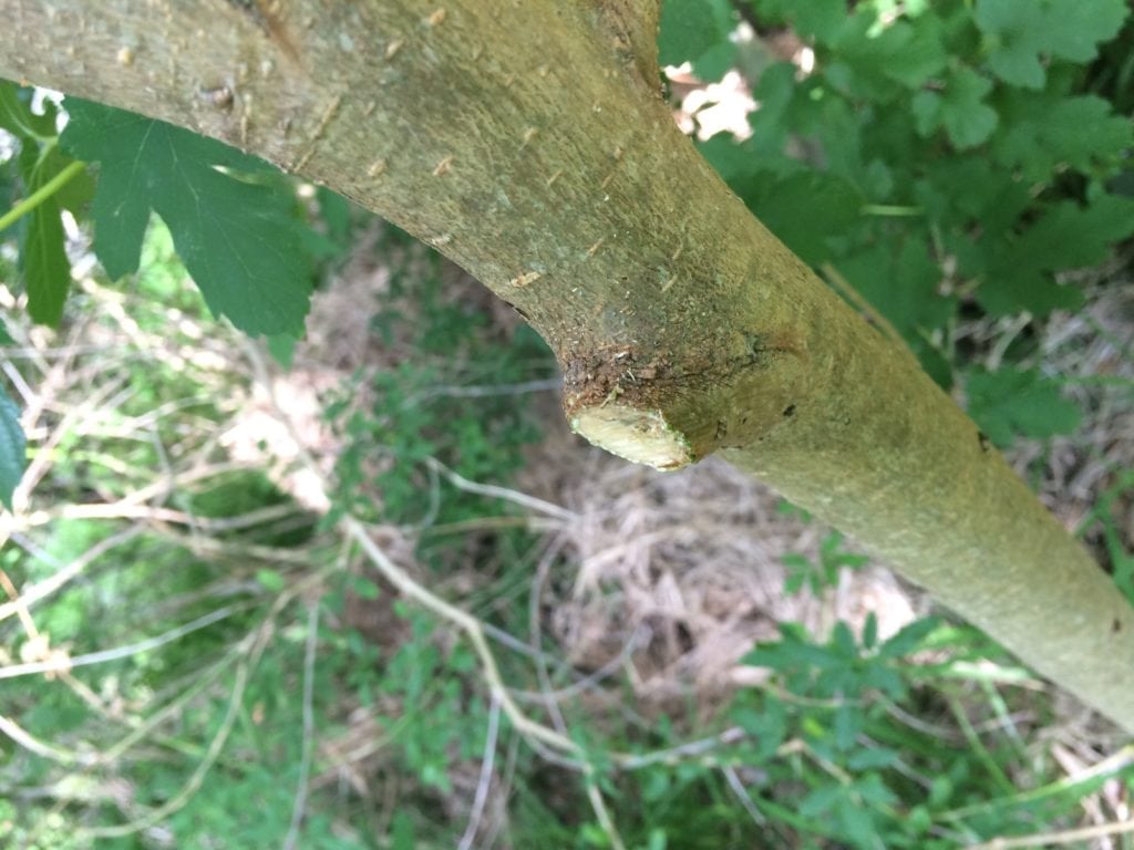 How to make a proper pruning cut - Texas Tree Team - Houston Tree ...