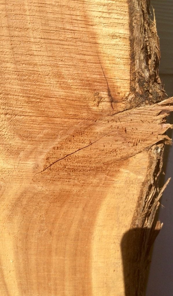 Where to Make Pruning Cuts - Texas Tree Team - Houston Tree Service ...