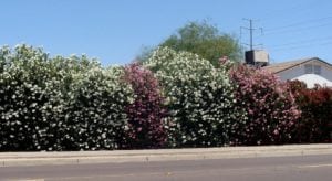 Types of Tree Trimming - Texas Tree Team - Houston Tree Service ...