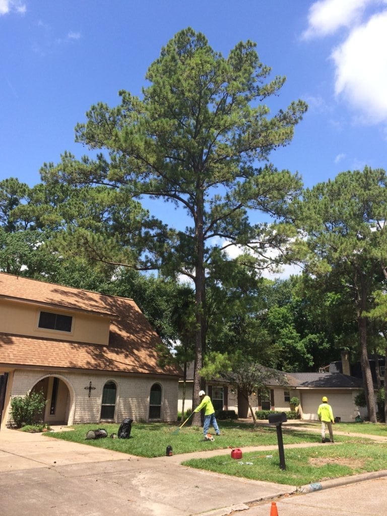 Crown Cleaning - Texas Tree Team - Houston Tree Service & Consulting ...