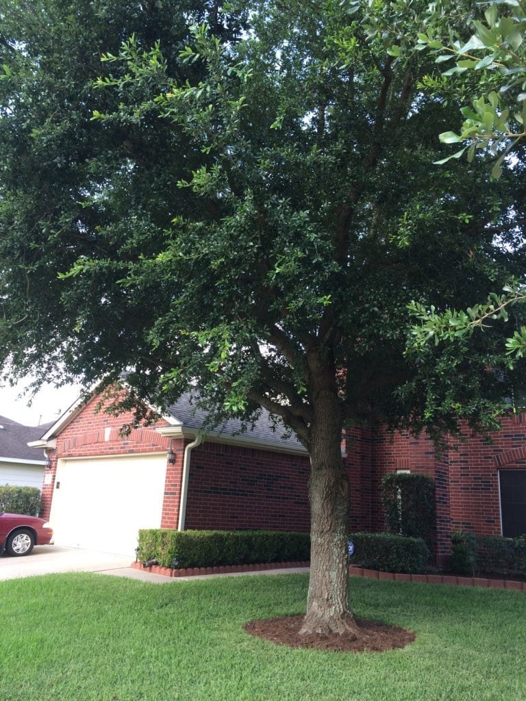 Types of Tree Trimming - Texas Tree Team - Houston Tree Service ...