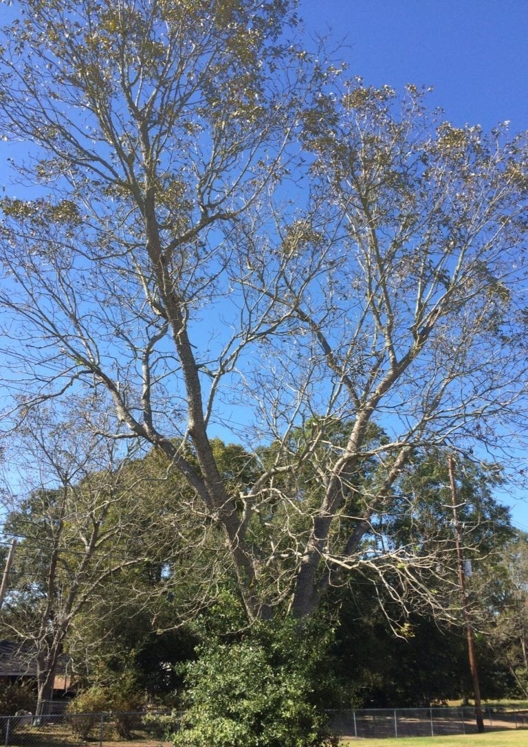 Best Time to Prune Trees - Texas Tree Team - Houston Tree Service ...
