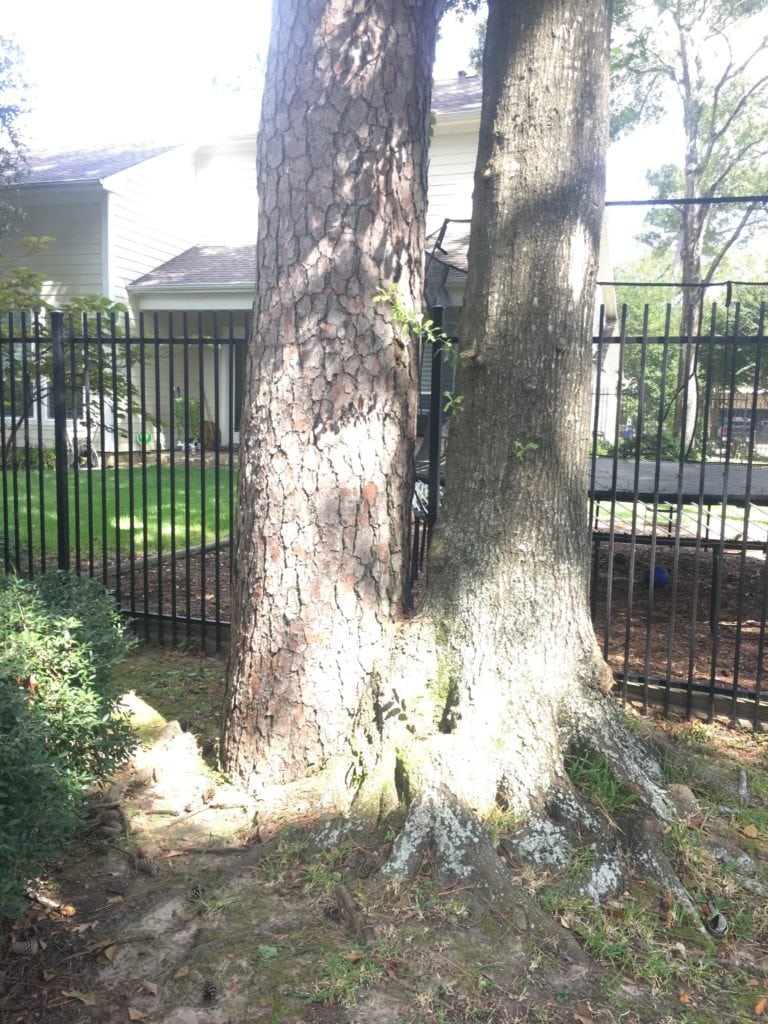 Reasons to Remove a Tree - Texas Tree Team - Houston Tree Service ...