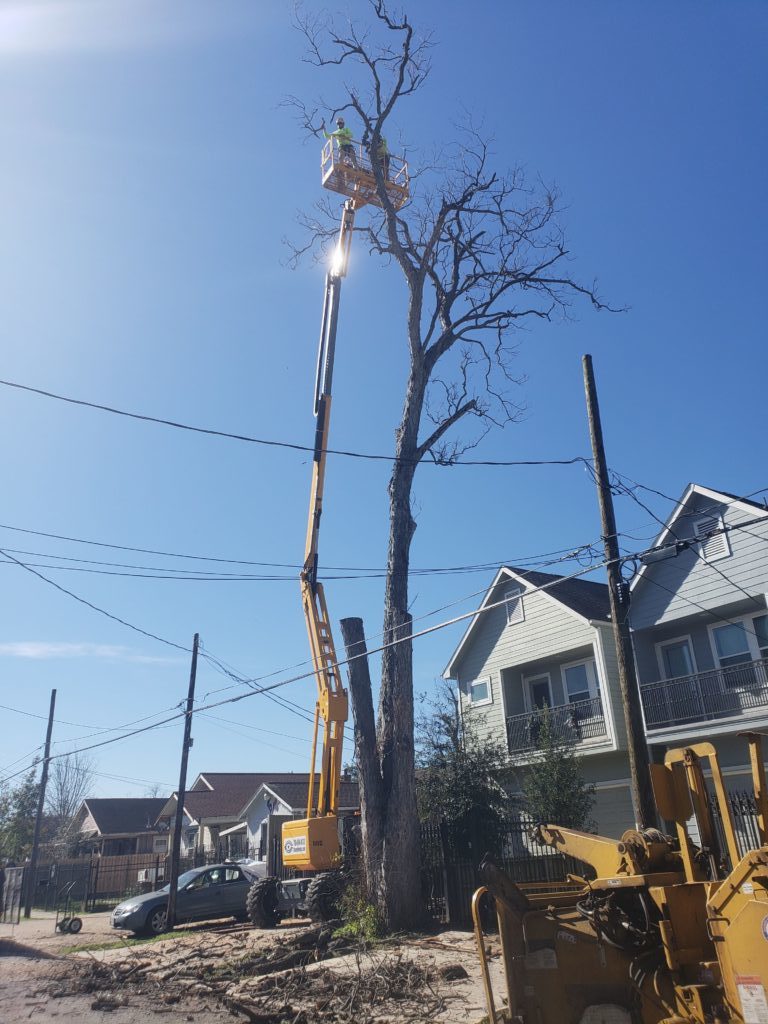Hazardous tree removal - Texas Tree Team - Houston Tree Service ...