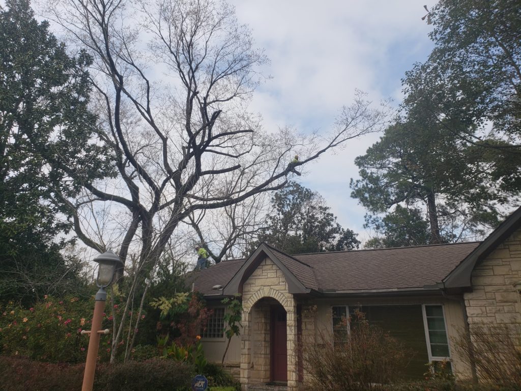 Important things to consider about tree removal - Texas Tree Team ...